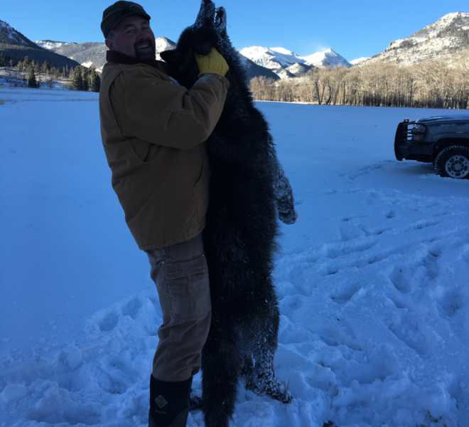Wolf Hunts In Wyoming at Wood River Big Game Outfitters